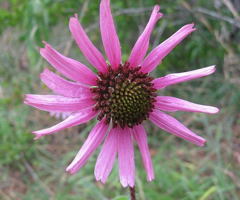 Echinacea Tennesseensis Tennessee Coneflower 5 Seeds - Etsy