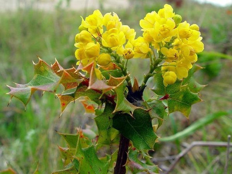 Berberis Pinnata Coast Barberry California Barberry 10 - Etsy