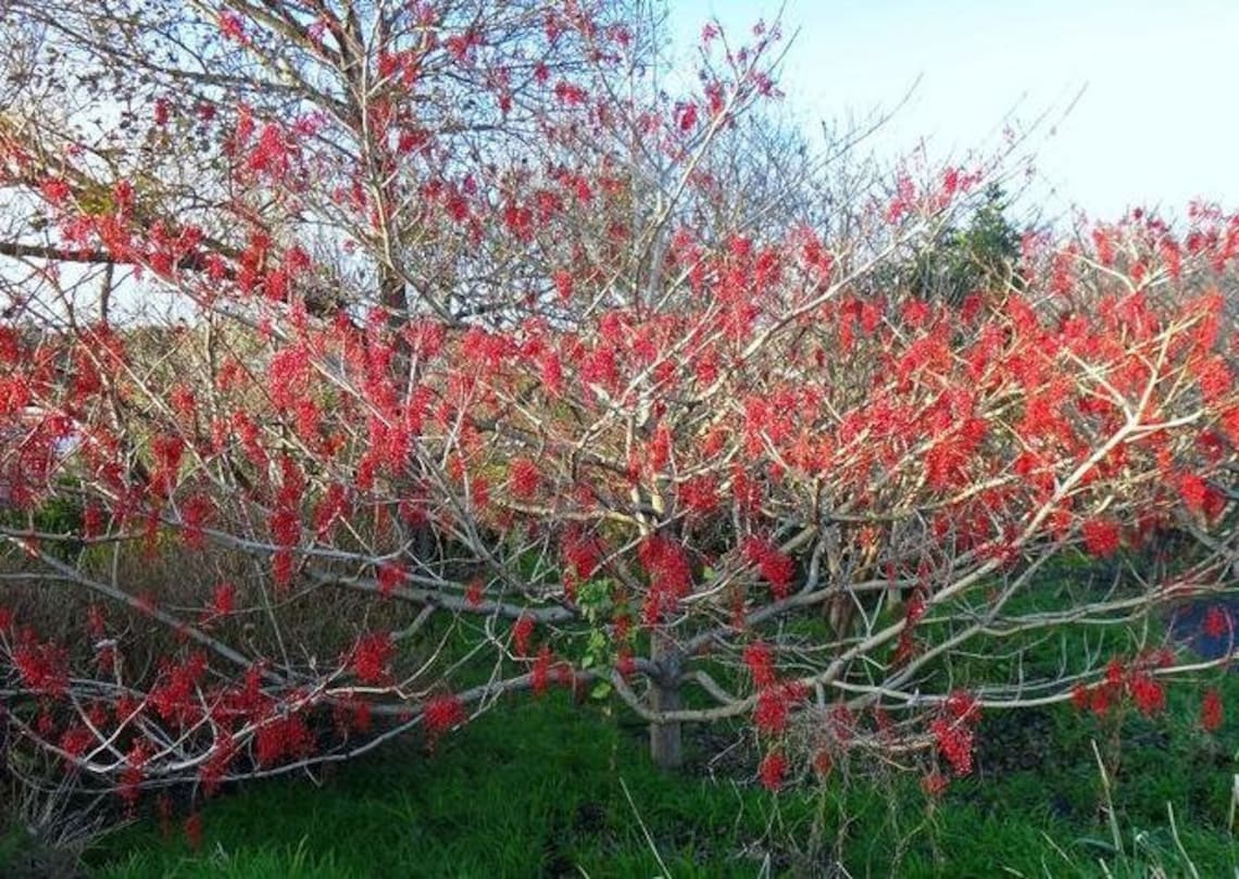 Idesia Polycarpa Igiri Tree Wonder Tree 20 Seeds | Etsy