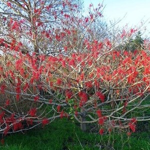 Idesia Polycarpa | Igiri Tree | Wonder Tree | 20 Seeds - Etsy