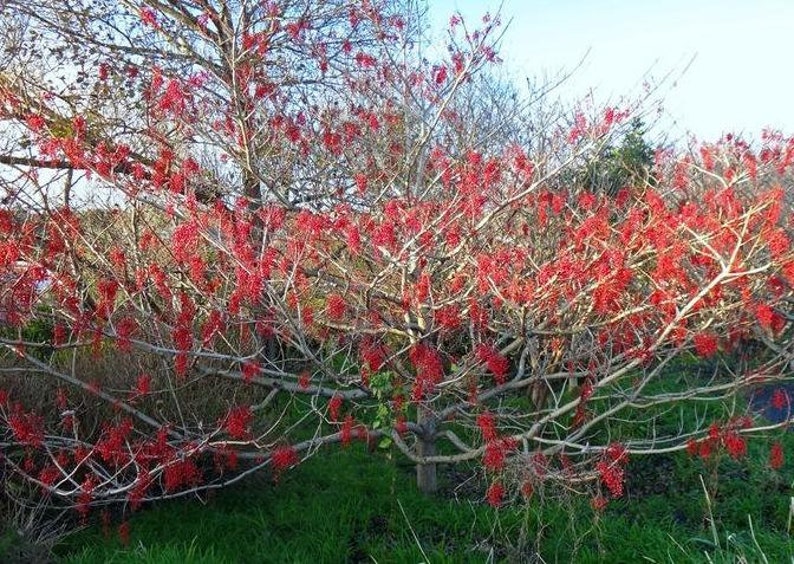 Idesia Polycarpa Igiri Tree Wonder Tree 20 Seeds | Etsy