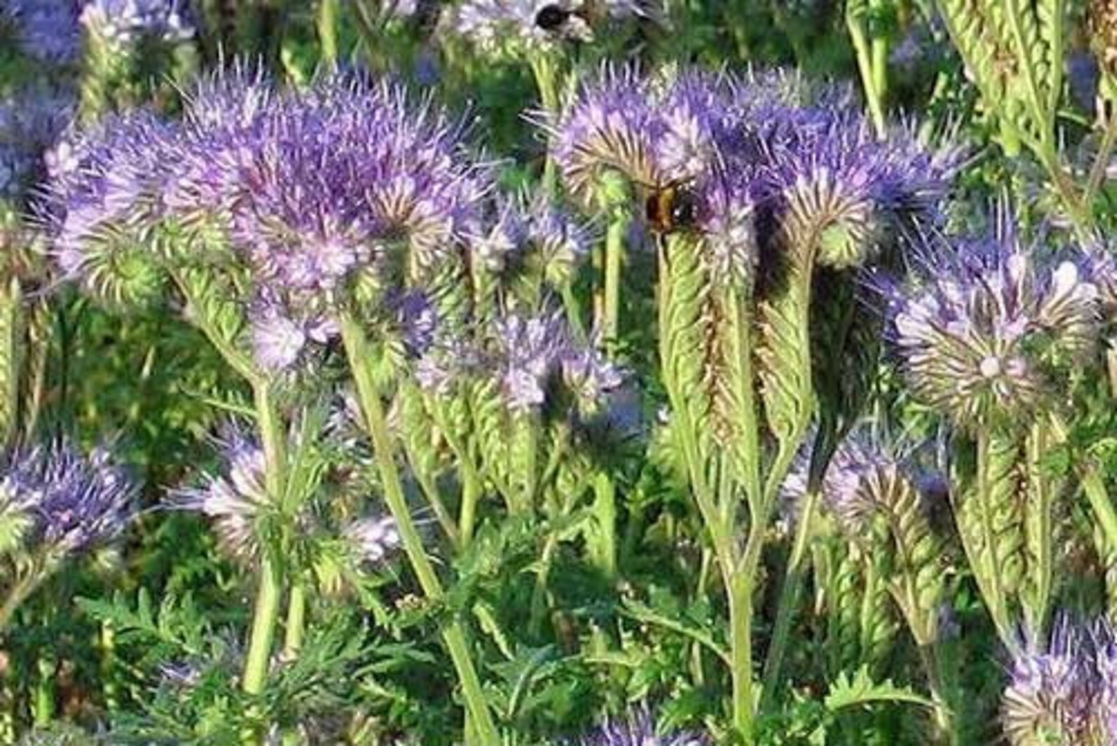 Phacelia Tenacetifolia | Lacy Phacelia | Fiddleneck | 300 Seeds - Etsy