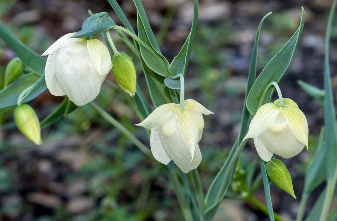 Calochortus Albus | White or Pink Fairy Lantern | 5 Seeds - Etsy