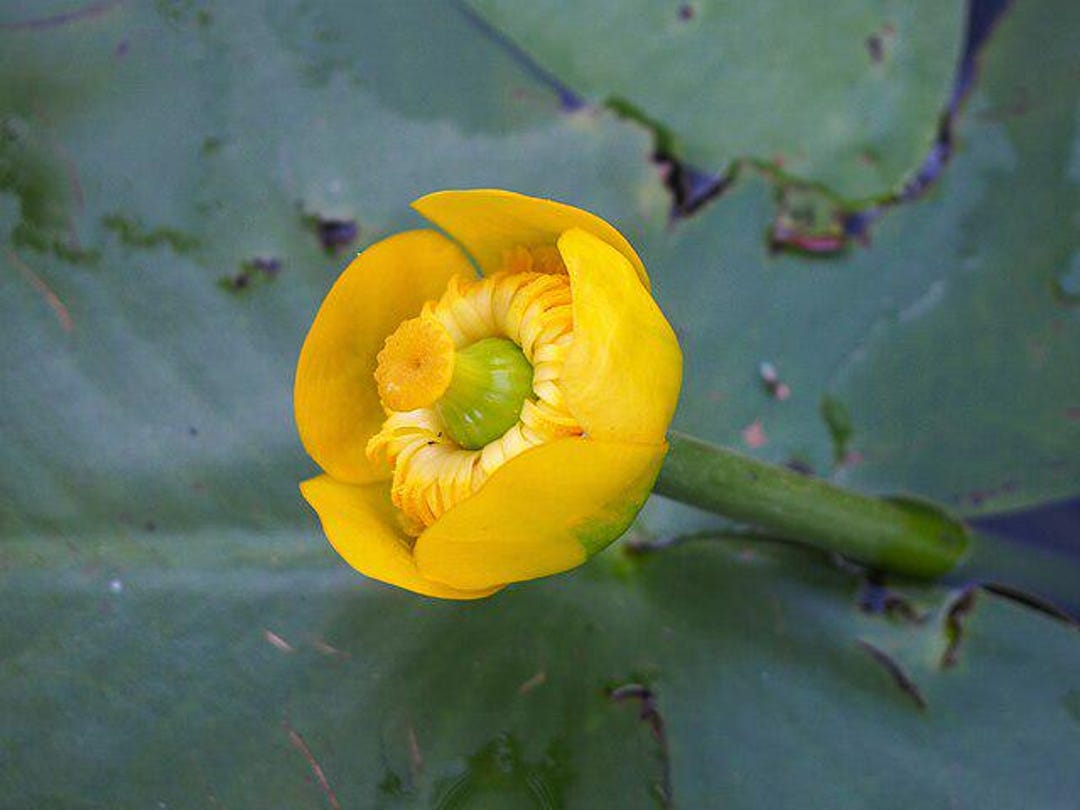 Nuphar Lutea | Yellow Pond Lily | Spatterdock | 5 Seeds - Etsy