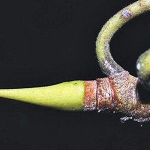 Ficus Amplissima | Indian Bat Tree | Pimpri | Pipri | Pipali | 100 ...