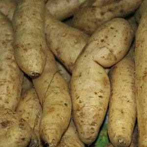 Dioscorea Alata | Purple Yam | Ube | 5 Seeds - Etsy