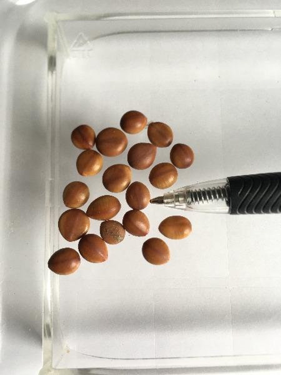 Cassia Roxburghii | Ceylon Senna | Roxburghs or Red Cassia | 5 Seeds - Etsy