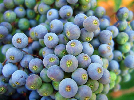 Sambucus Nigra Ssp. Cerulea Blue Elderberry 10 Seeds | Etsy