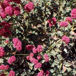 Eriogonum Grande Var. Rubescens | Red-flowered Buckwheat | 25 Seeds - Etsy