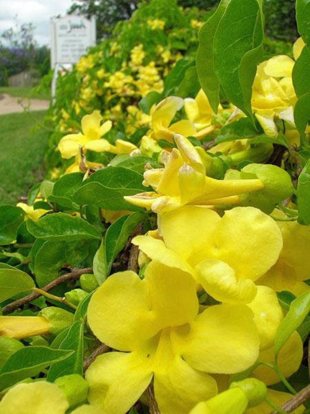 Dolichandra Unguis-cati | Cats Claw | Funnel Creeper | 10 Seeds - Etsy