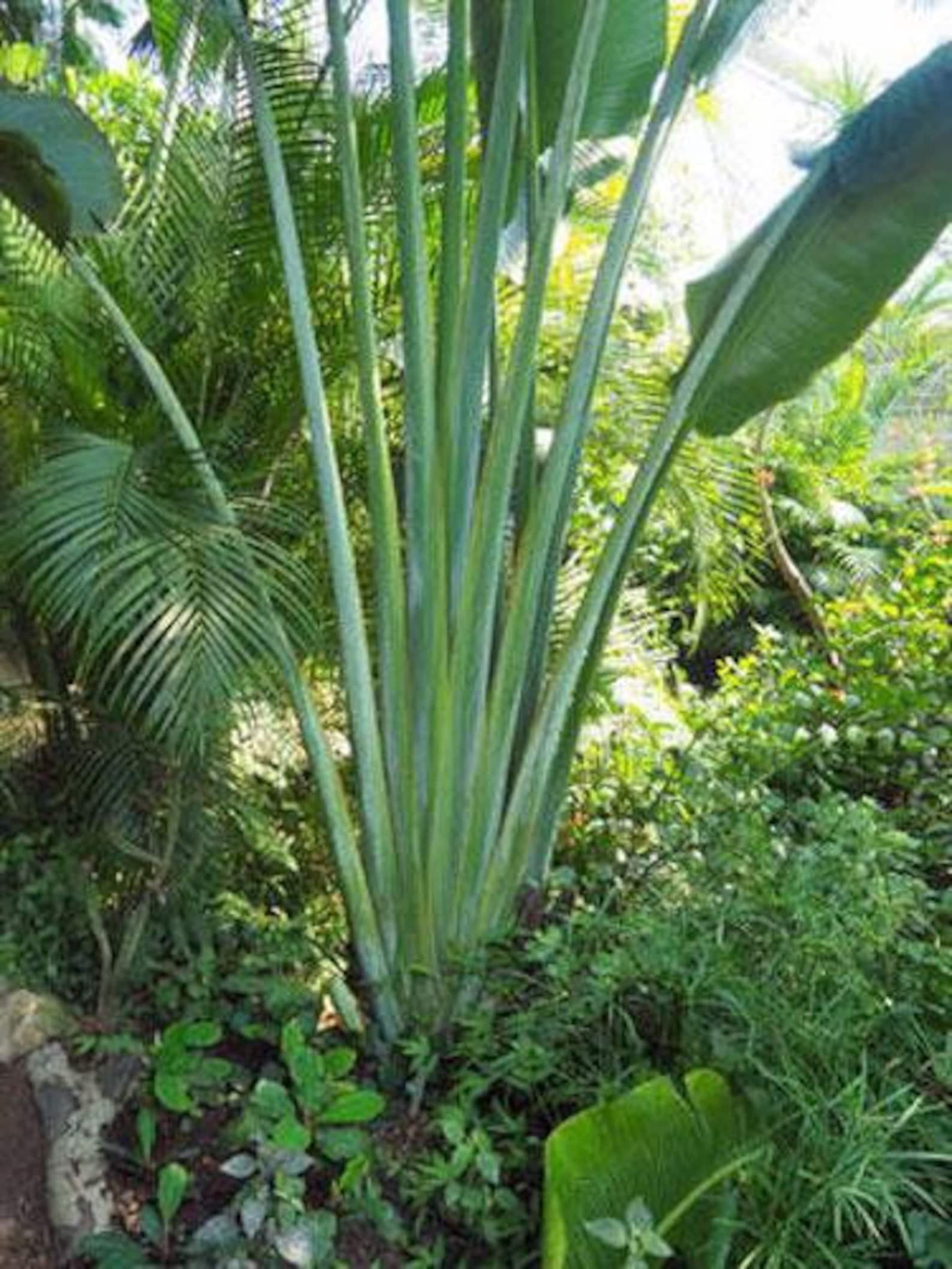 Ravenala Madagascariensis | Fan Plantain | Travellers Palm | 5 Seeds - Etsy