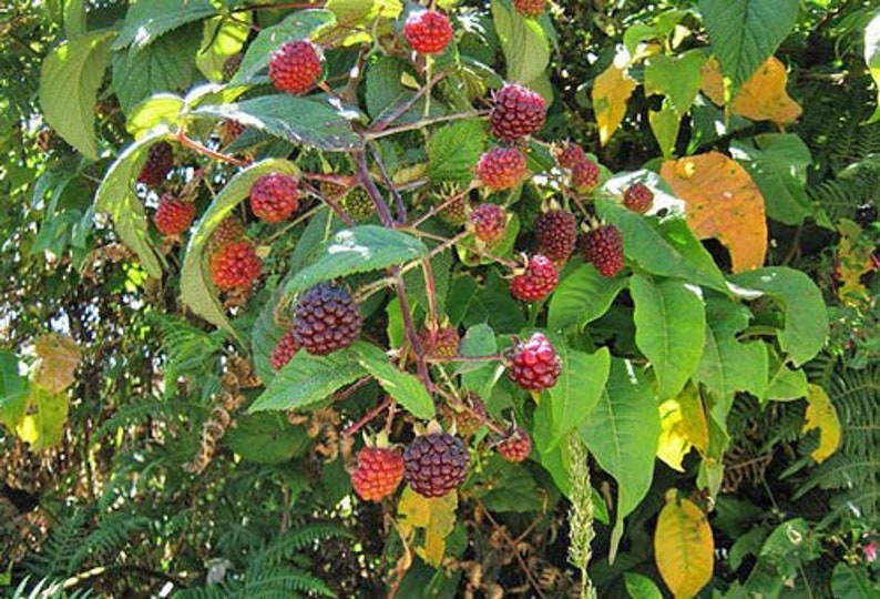 Rubus Glaucus | Andean Raspberry | Mora De Castilla | 50 Seeds - Etsy