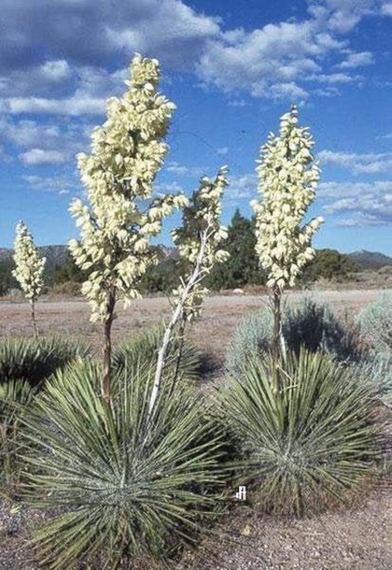 Yucca Elata Soaptree Soapweed 5 Seeds - Etsy