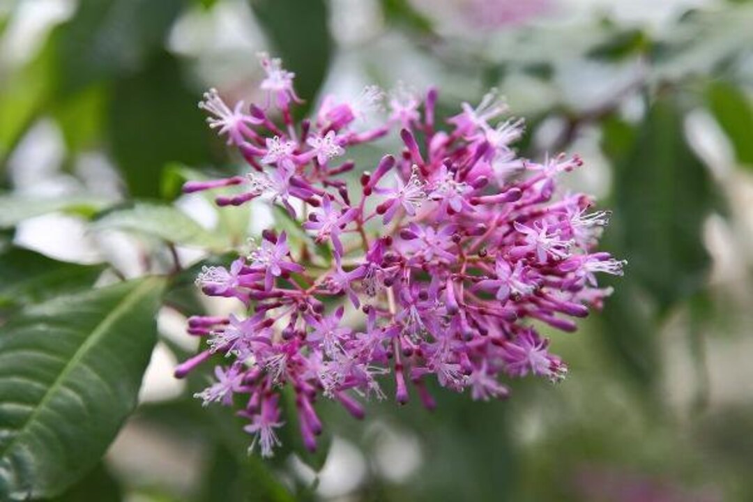 Fuchsia Arborescens | Tree Fuchsia | 20 Seeds - Etsy