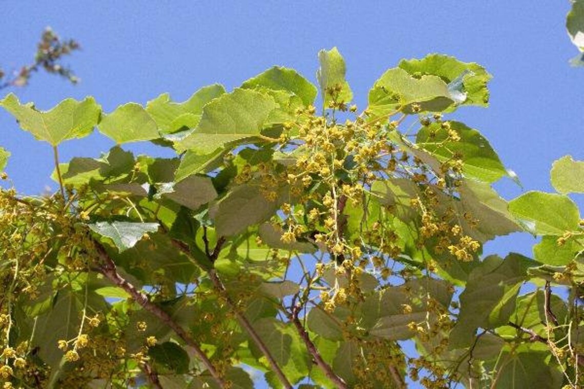 Idesia Polycarpa Igiri Tree Wonder Tree 20 Seeds | Etsy