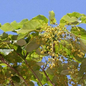Idesia Polycarpa | Igiri Tree | Wonder Tree | 20 Seeds - Etsy