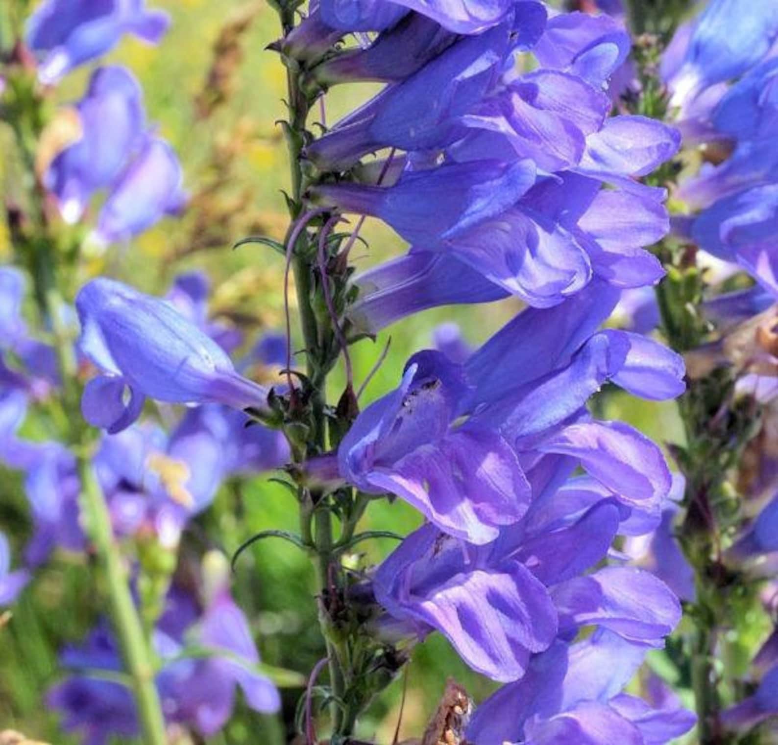 Penstemon Strictus Rocky Mountain Penstemon Pride of the - Etsy