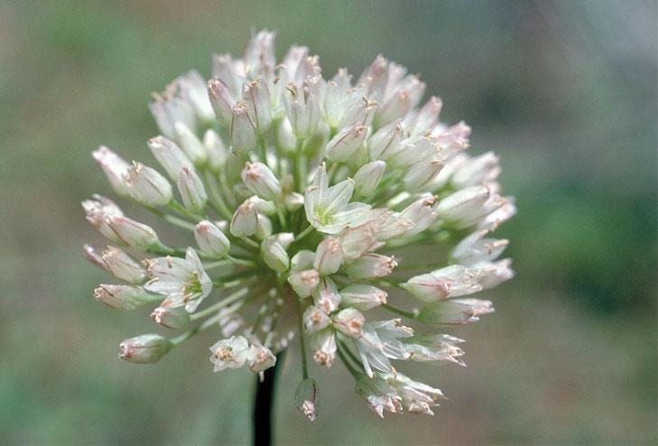 Native Allium - Etsy