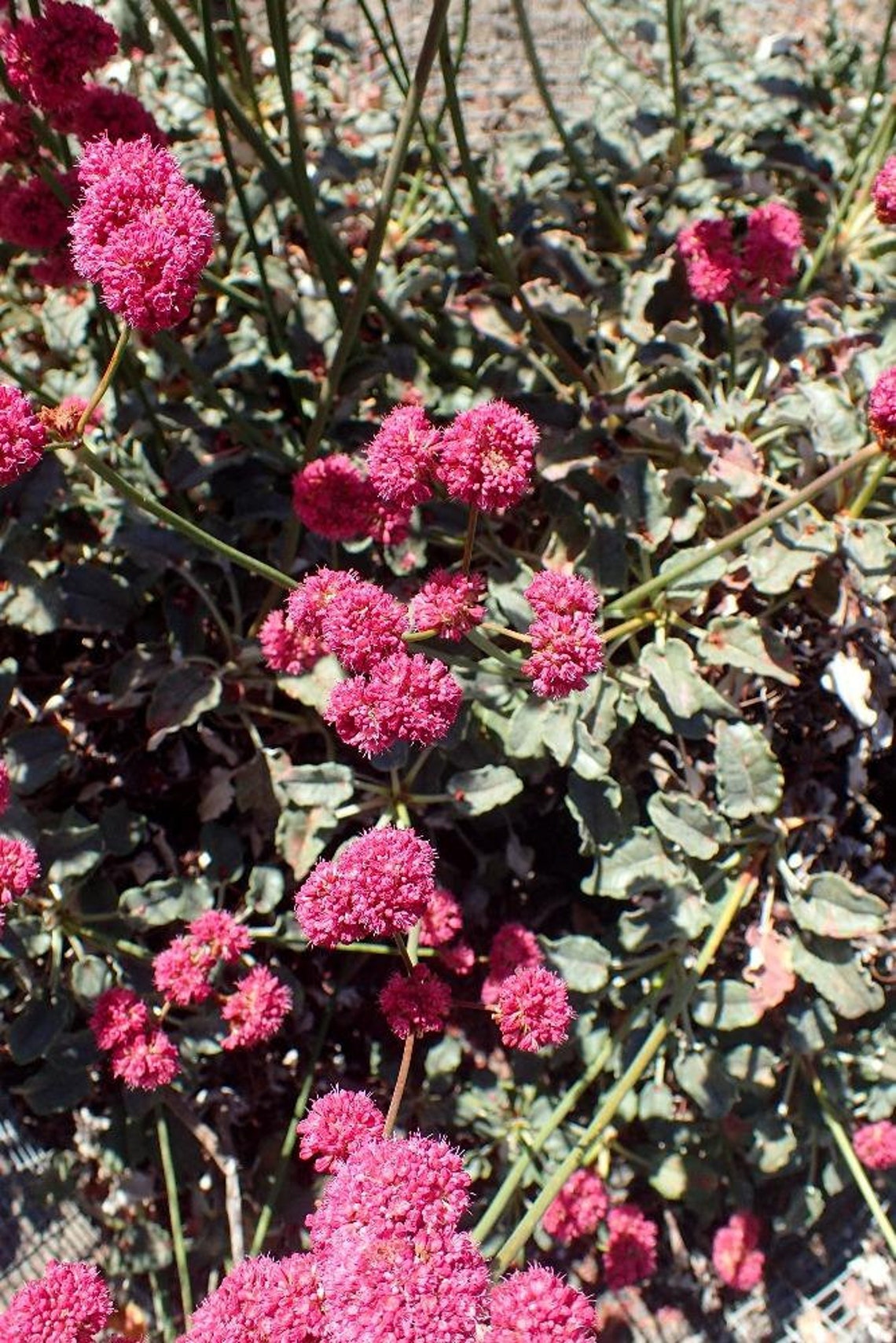 Eriogonum Grande Var. Rubescens | Red-flowered Buckwheat | 25 Seeds - Etsy