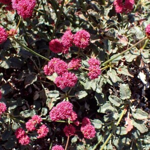 Eriogonum Grande Var. Rubescens | Red-flowered Buckwheat | 25 Seeds - Etsy