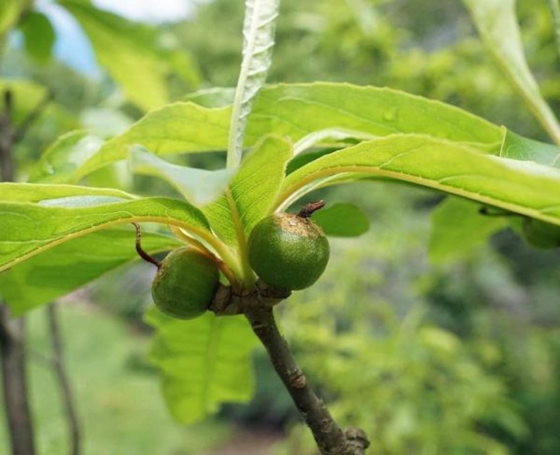 Frankilinia Altamaha Ben Franklin Tree Franklin Tree 5 - Etsy