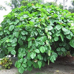 Ficus Auriculata | Roxburgh Fig | Broad-leaf Fig | 20 Seeds - Etsy