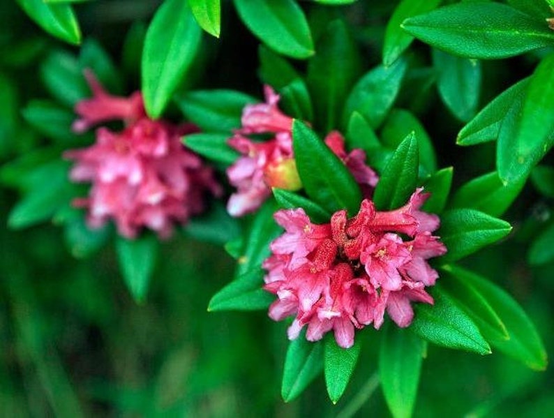 Rhododendron Ferrugineum Dwarf Alpenrose Snow-rose 20 - Etsy