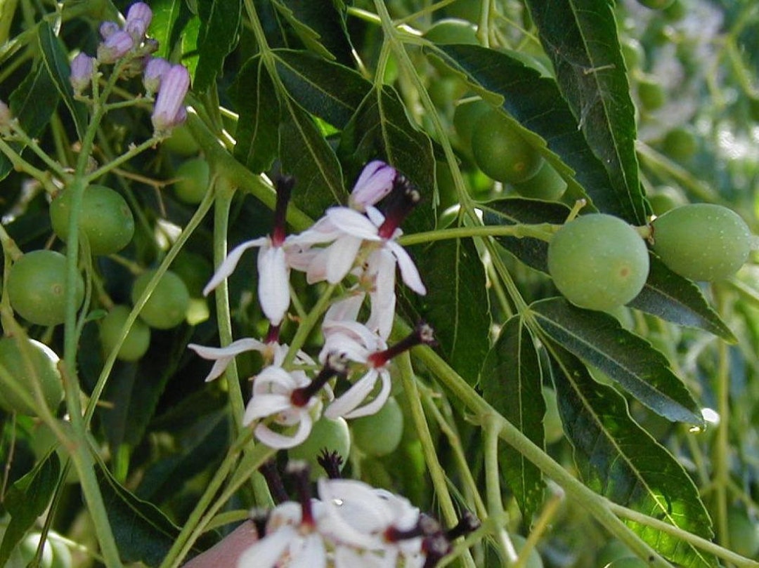 Melia Azedarach | Chinaberry Tree | Syringa Berry Tree | Cape Lilac ...