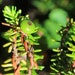 Empetrum Nigrum | Crowberry | Black Crowberry | 30 Seeds - Etsy