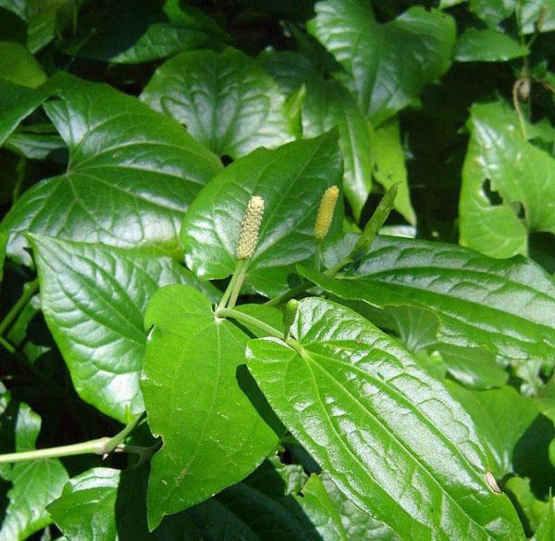 Piper Nigrum | Black Pepper | Piper | 20 Seeds - Etsy