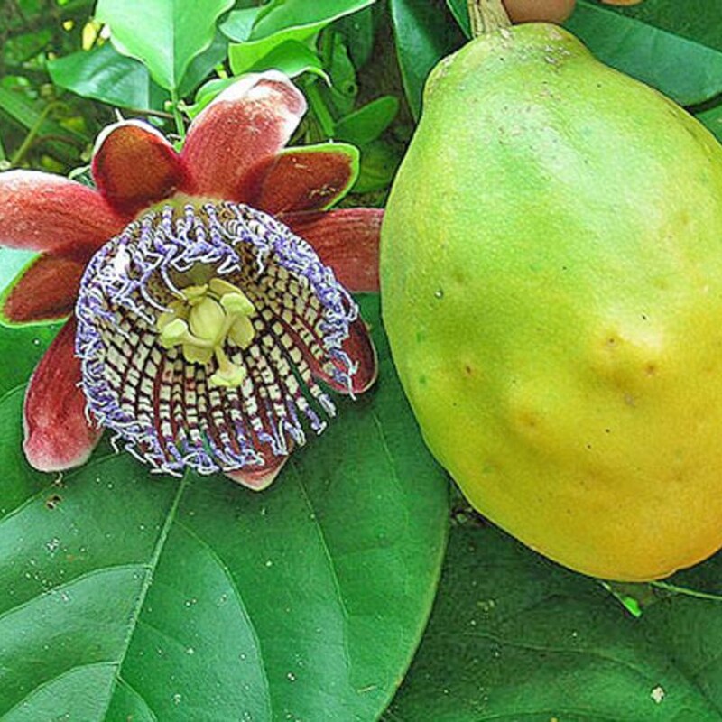Passion Bee Flower - Etsy