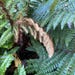 Polystichum Polyblephorum | Japanese Tassel Fern | 250 Spores - Etsy