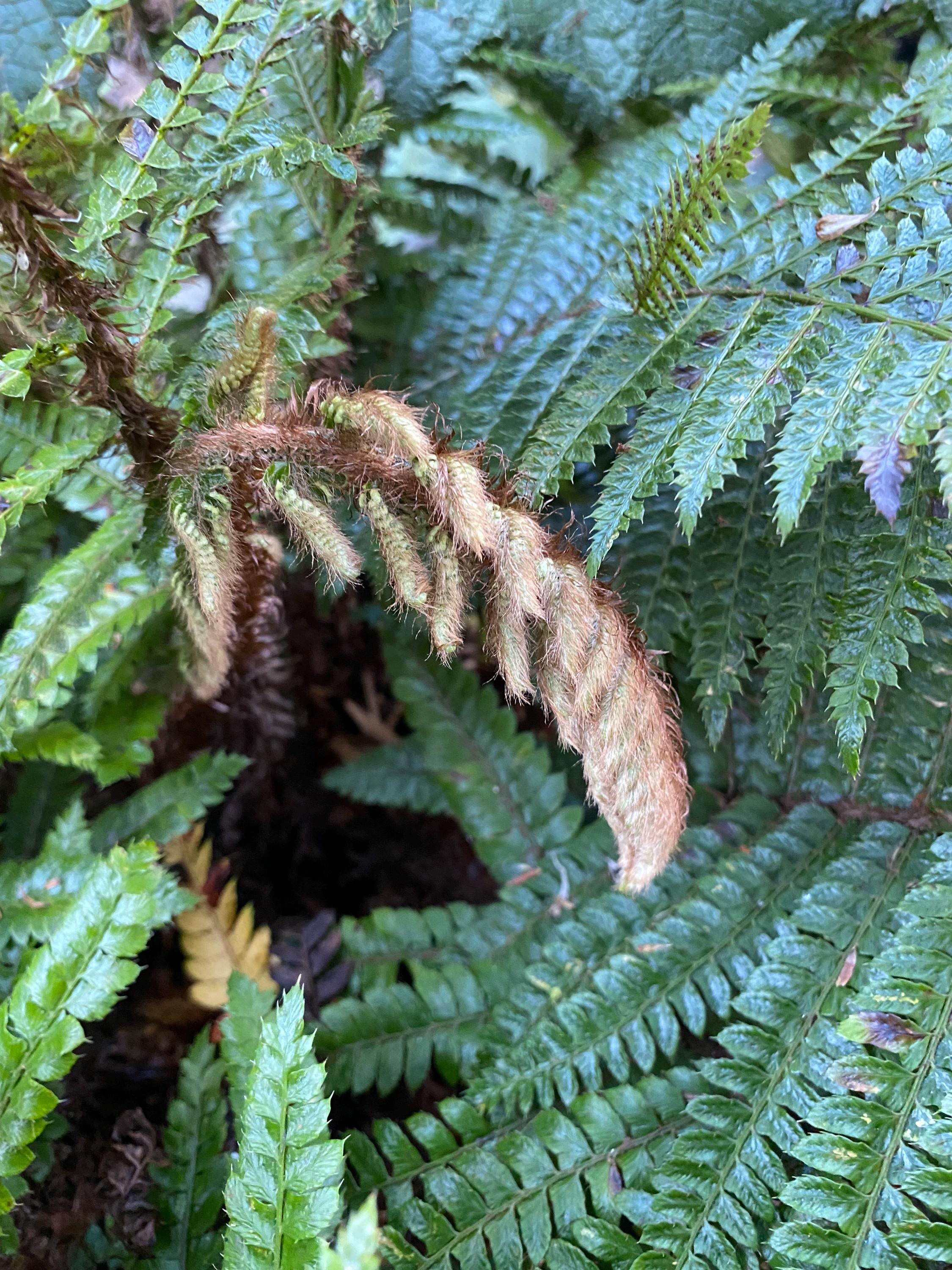 Polystichum Polyblephorum | Japanese Tassel Fern | 250 Spores - Etsy