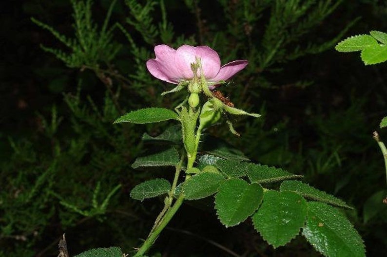 Rosa Eglantaria Sweetbriar Rose Eglantine Rose 20 Seeds | Etsy