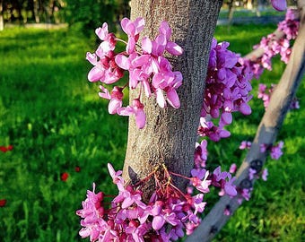 Cercis Siliquastrum (judas Tree) Tree Seeds, Small to Medium-size, Vibrant Spring Blooms, Hardy ...