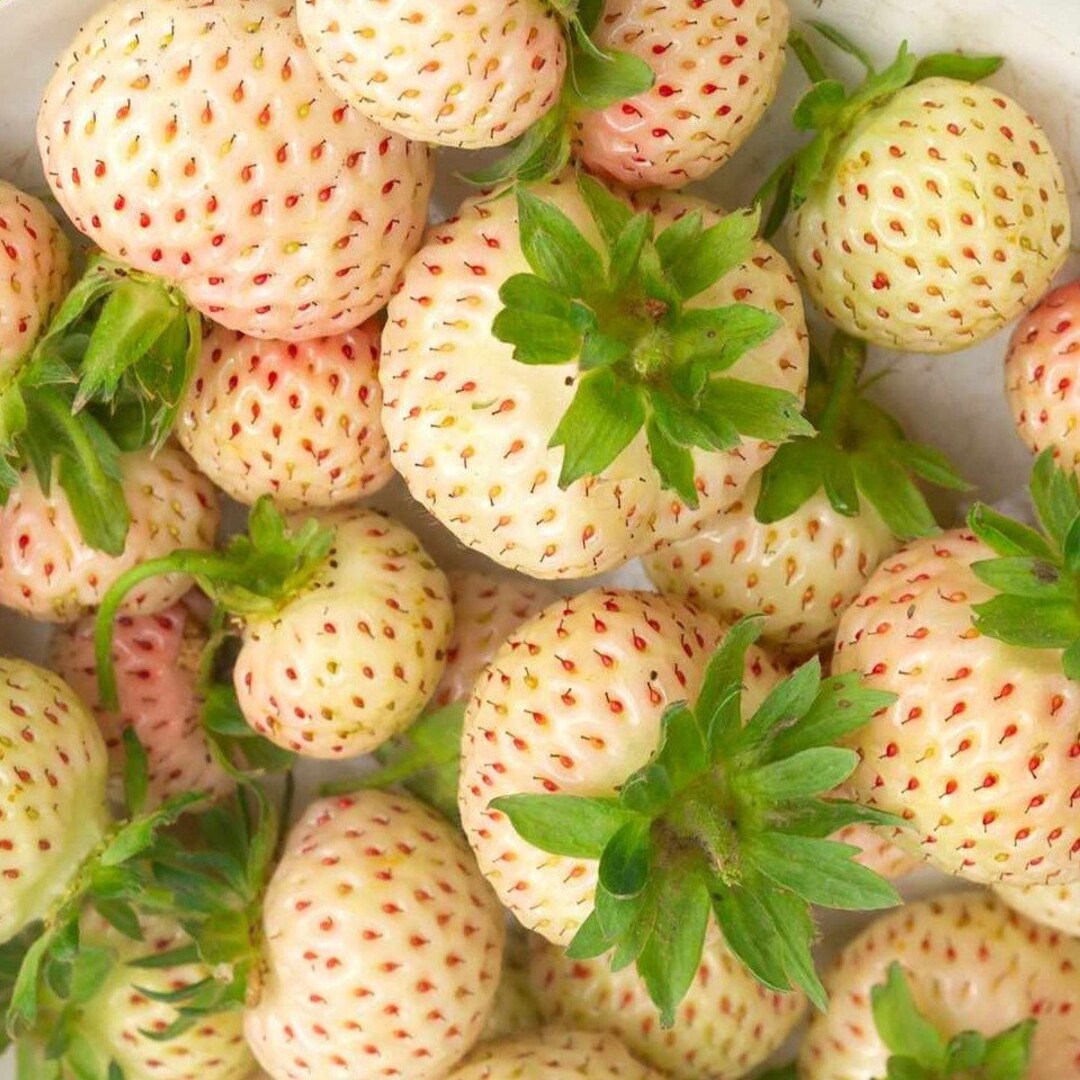 Fragaria Vesca | Yellow Wonder | 100 Seeds - Etsy