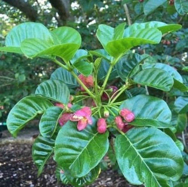 Vitex Lucens Puriri New Zealand Chaste Tree RARE Puriri | Etsy