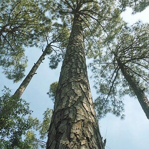 Pinus Roxburghii | Chir Pine | 10 Seeds - Etsy