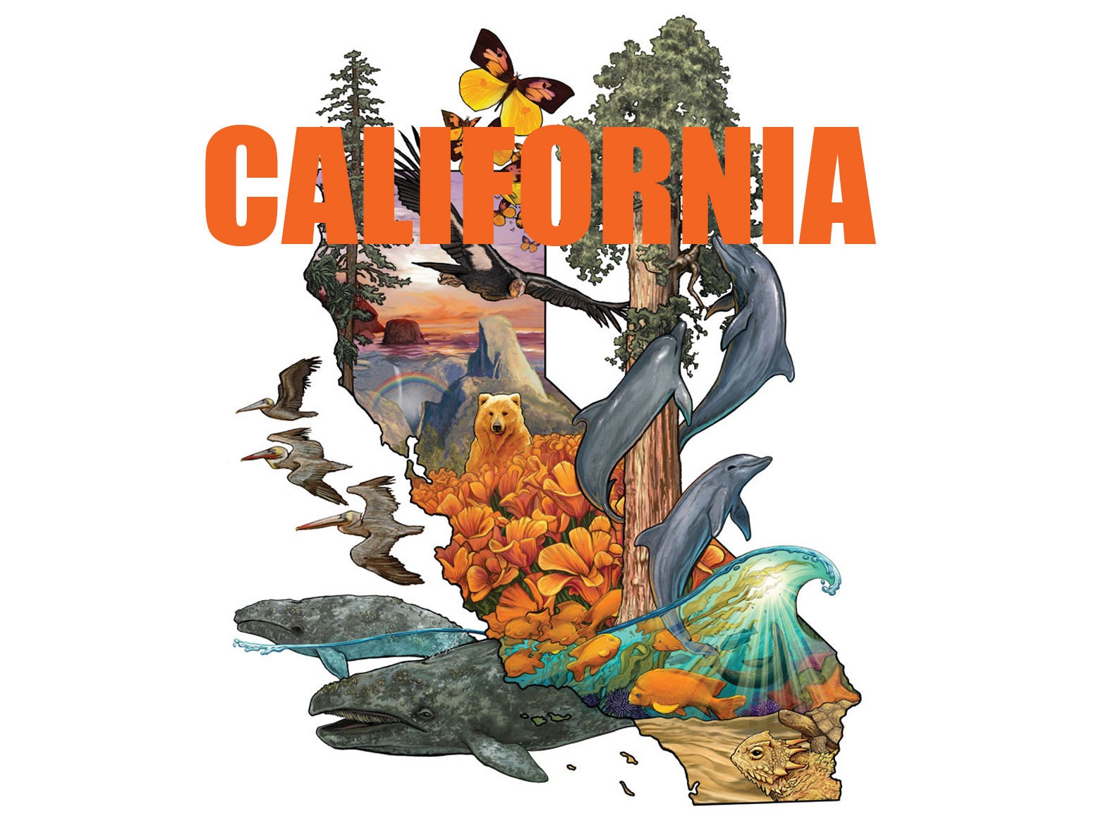 California Nature Illustration Map - Etsy