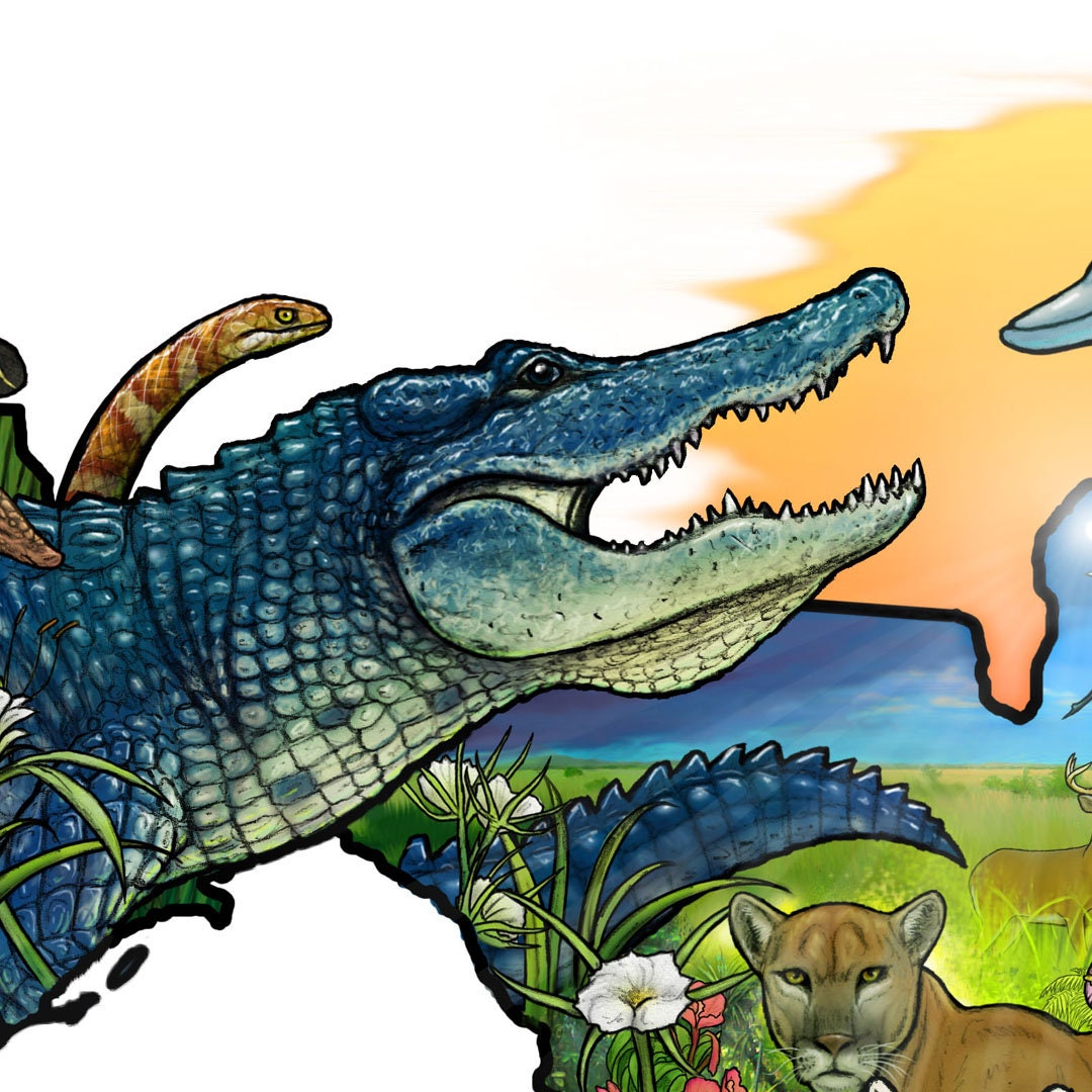 Florida Illustrated Nature Map - Etsy