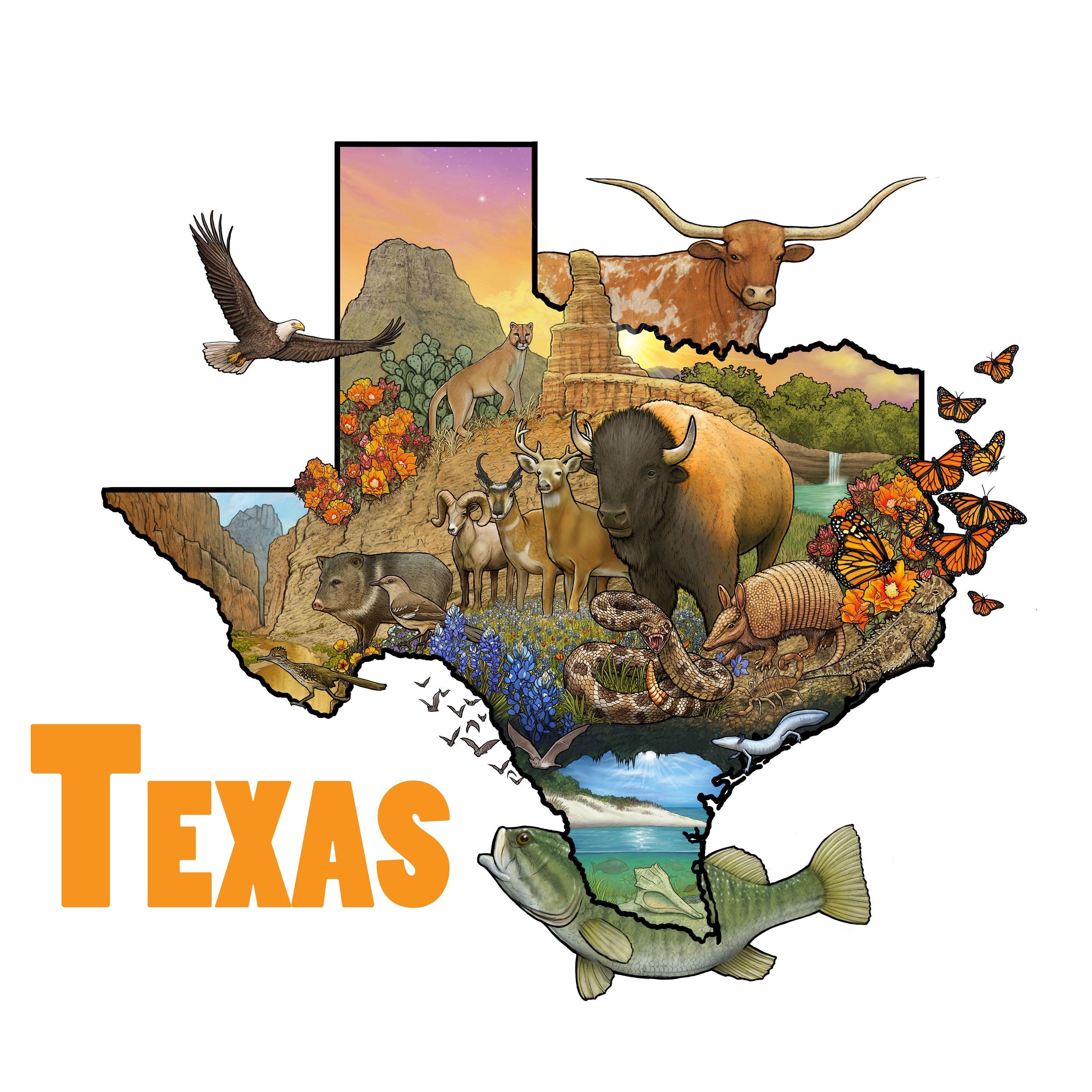 Texas Nature Illustration Map - Etsy