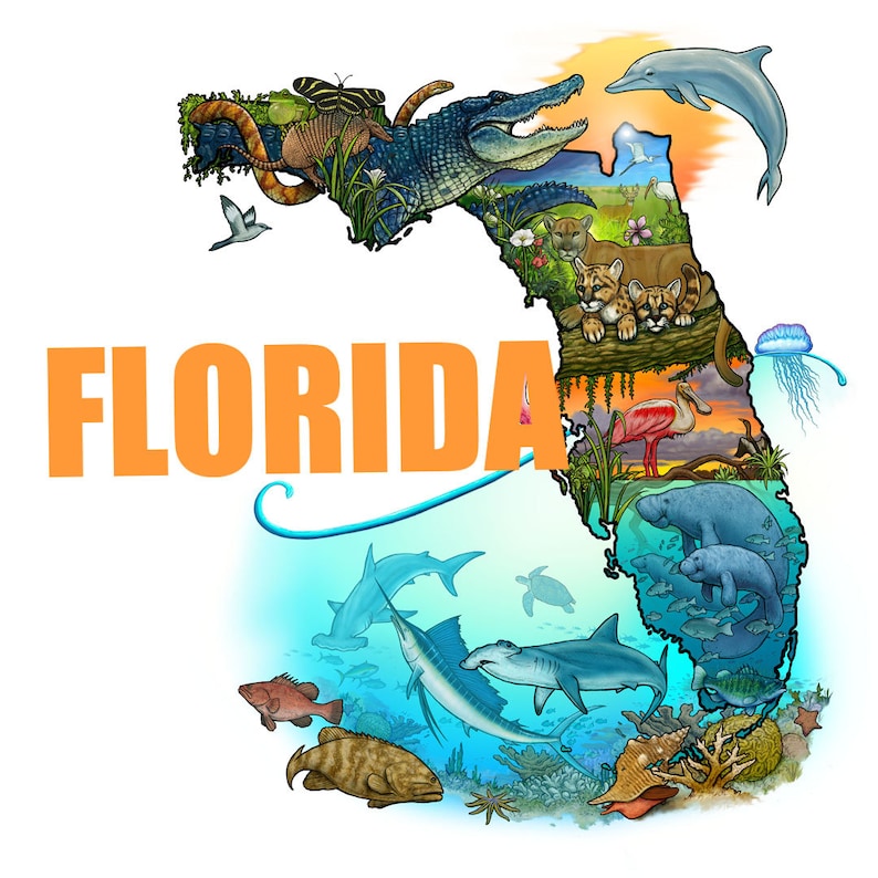 Florida Illustrated Nature Map - Etsy