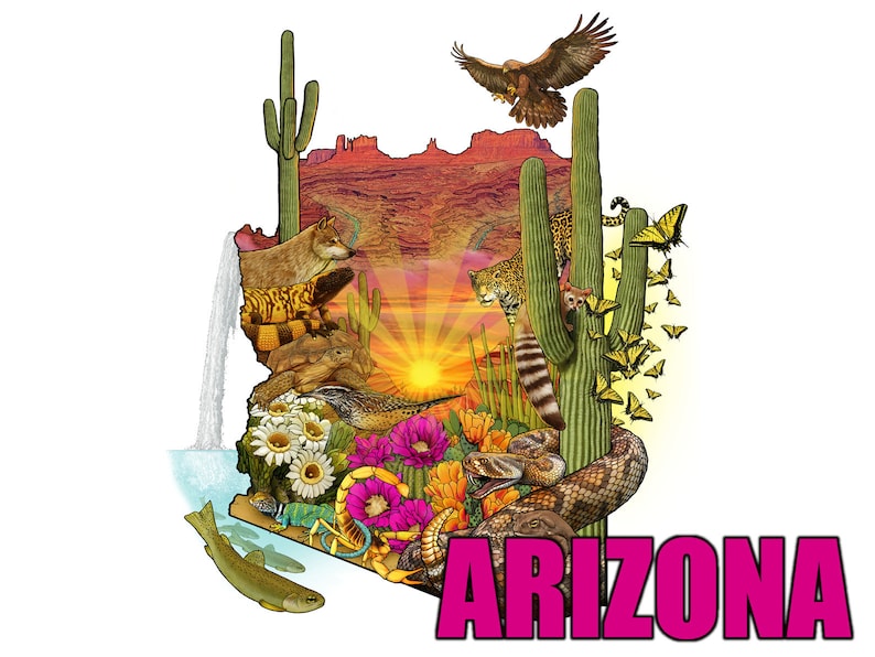 Arizona Nature Illustration Map - Etsy
