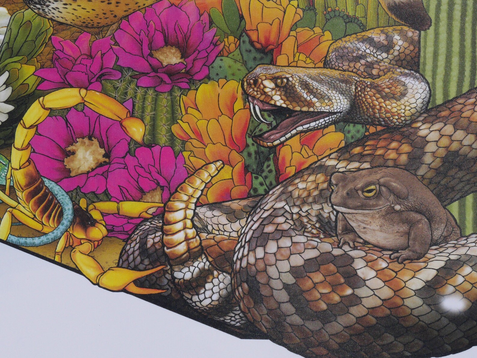 Arizona Nature Illustration Map - Etsy