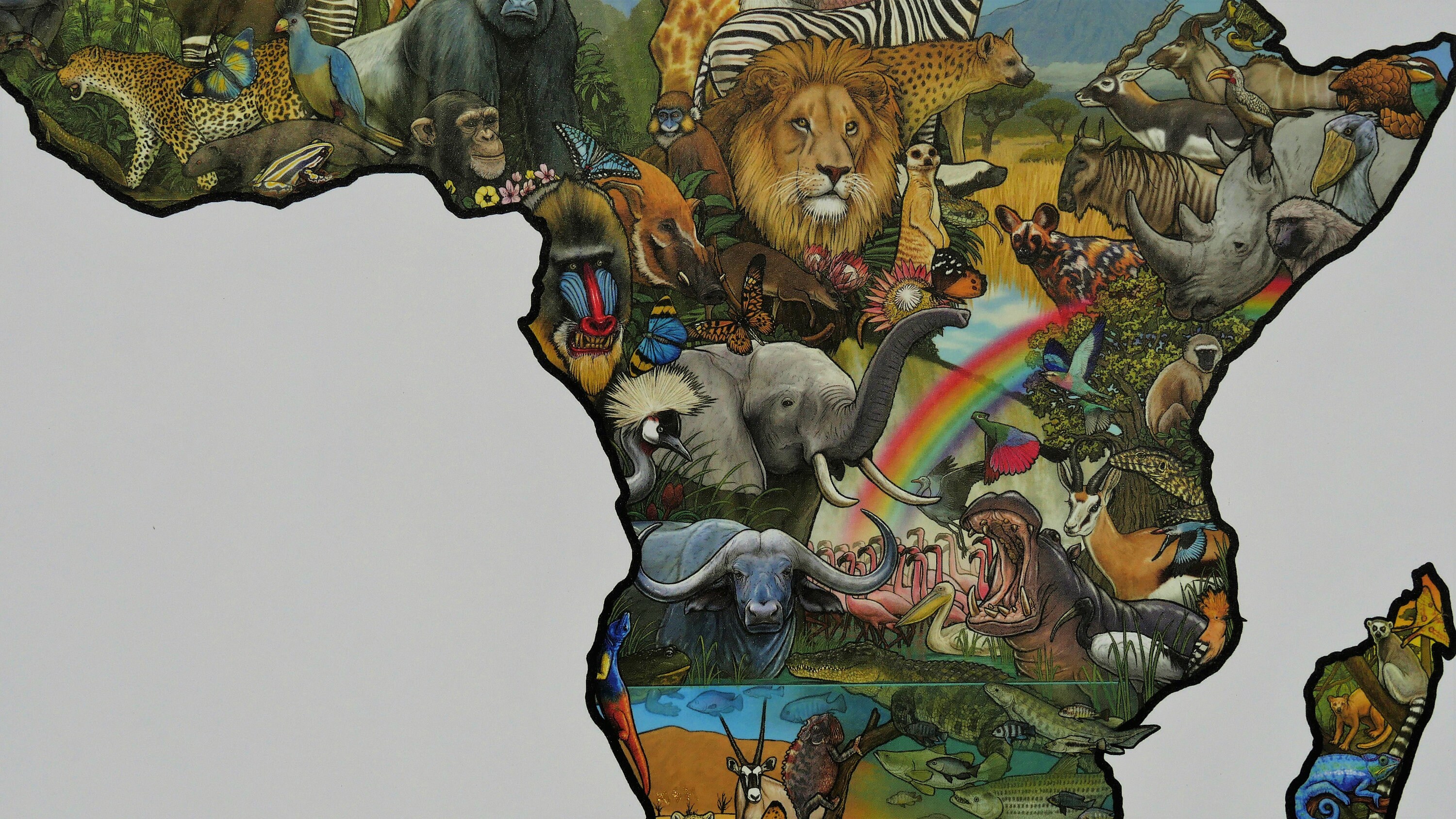 Africa Nature Illustration Map - Etsy