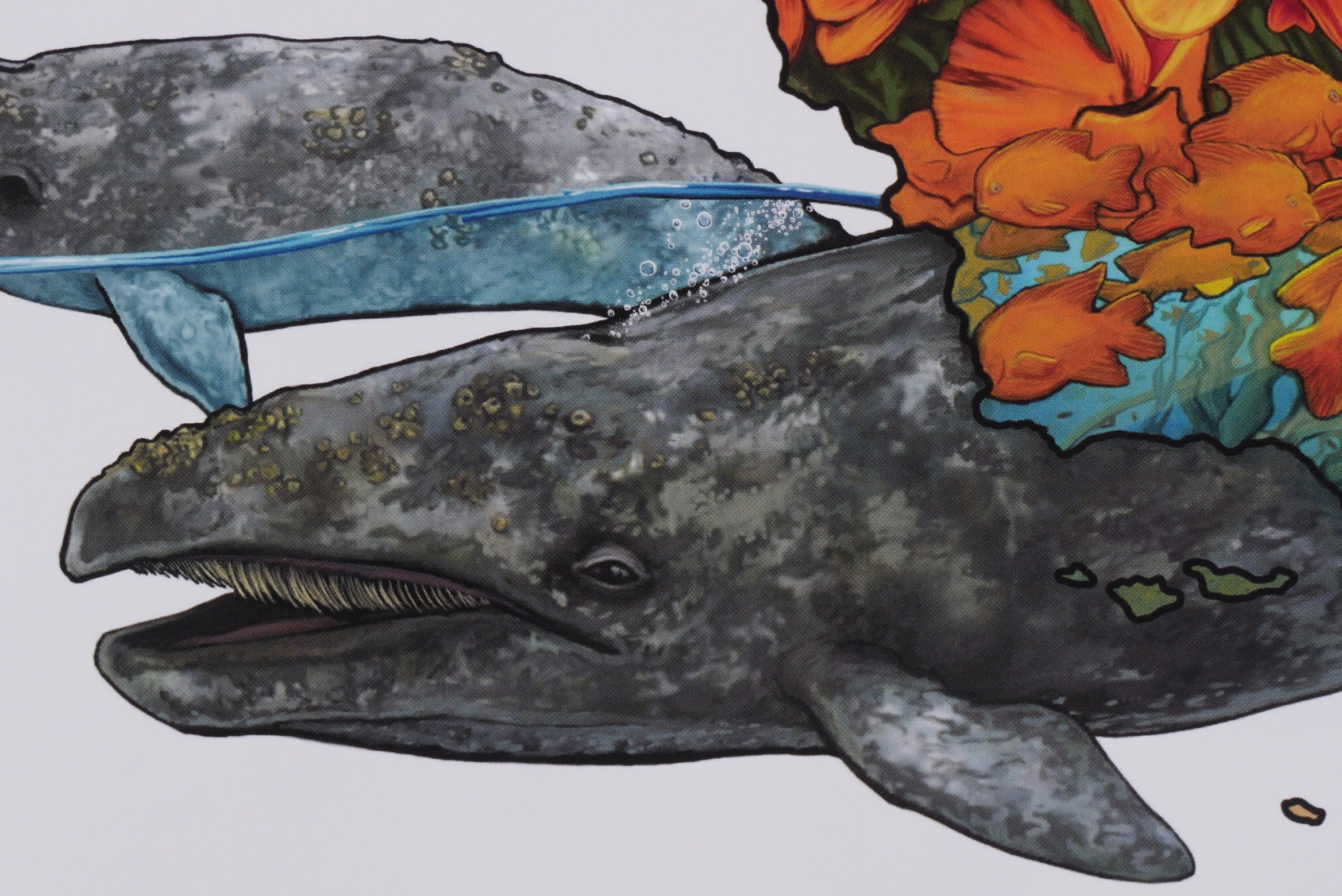 California Nature Illustration Map - Etsy