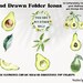 60 Avocado Desktop Folder Icons, Mac Windows Folders Icons, Avocado ...