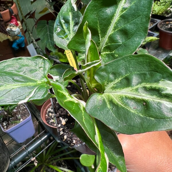 Rare Syngonium - Etsy