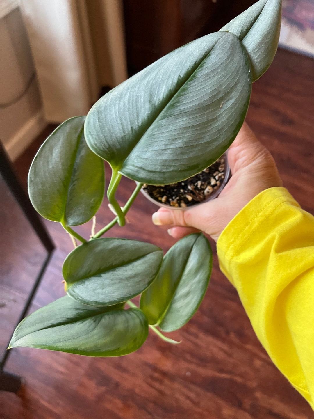 Scindapsus Treubii Moonlight, Climbing Plant, House Plant, Rare Plant ...