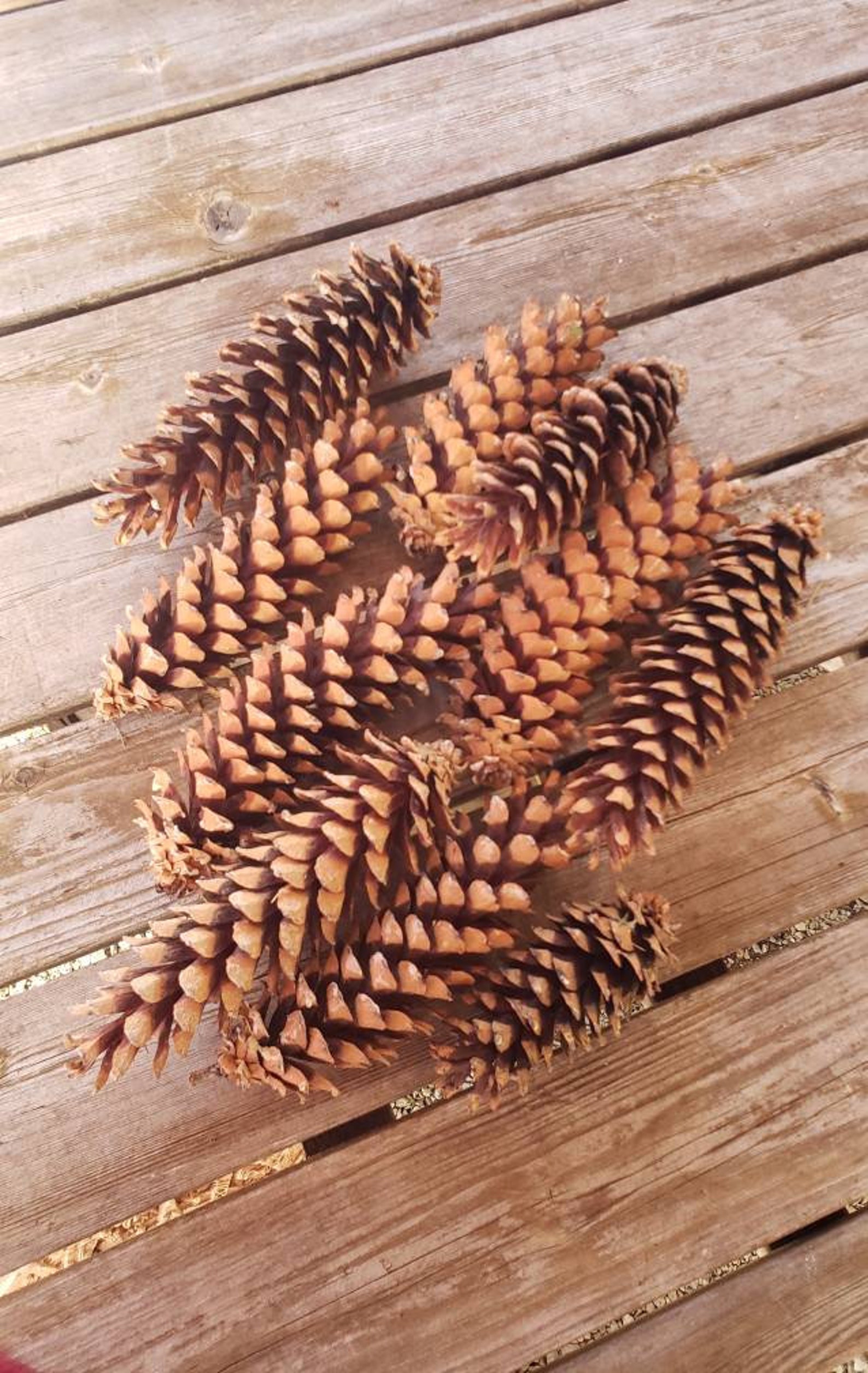 Natural Large White Pine Pinecones. DIY Special Occasion - Etsy